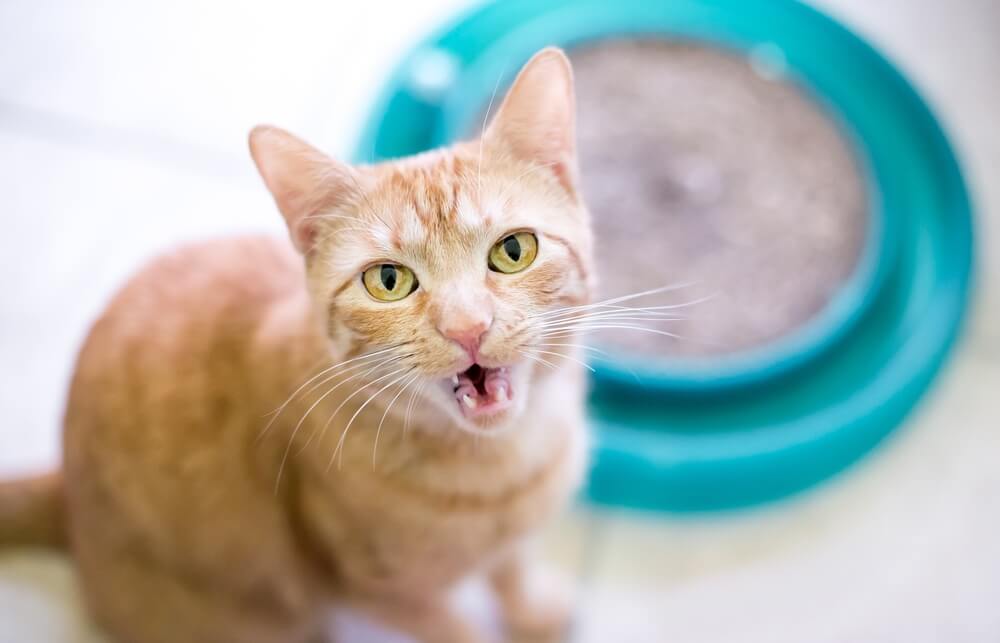 Comprendre le langage corporel des chats : ce qu’ils essaient de vous ...